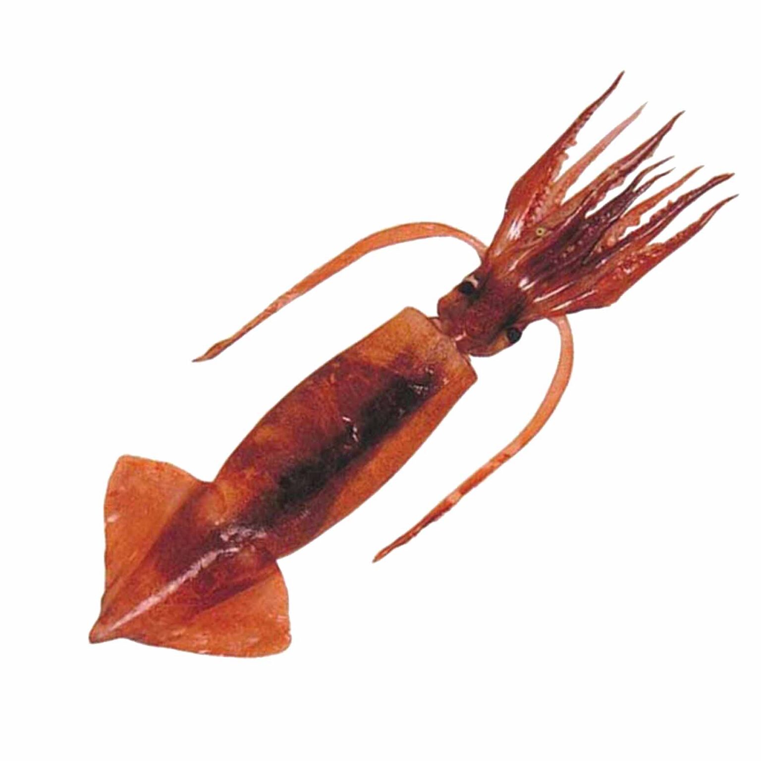 Argentine Short-fin Squid - Duntower