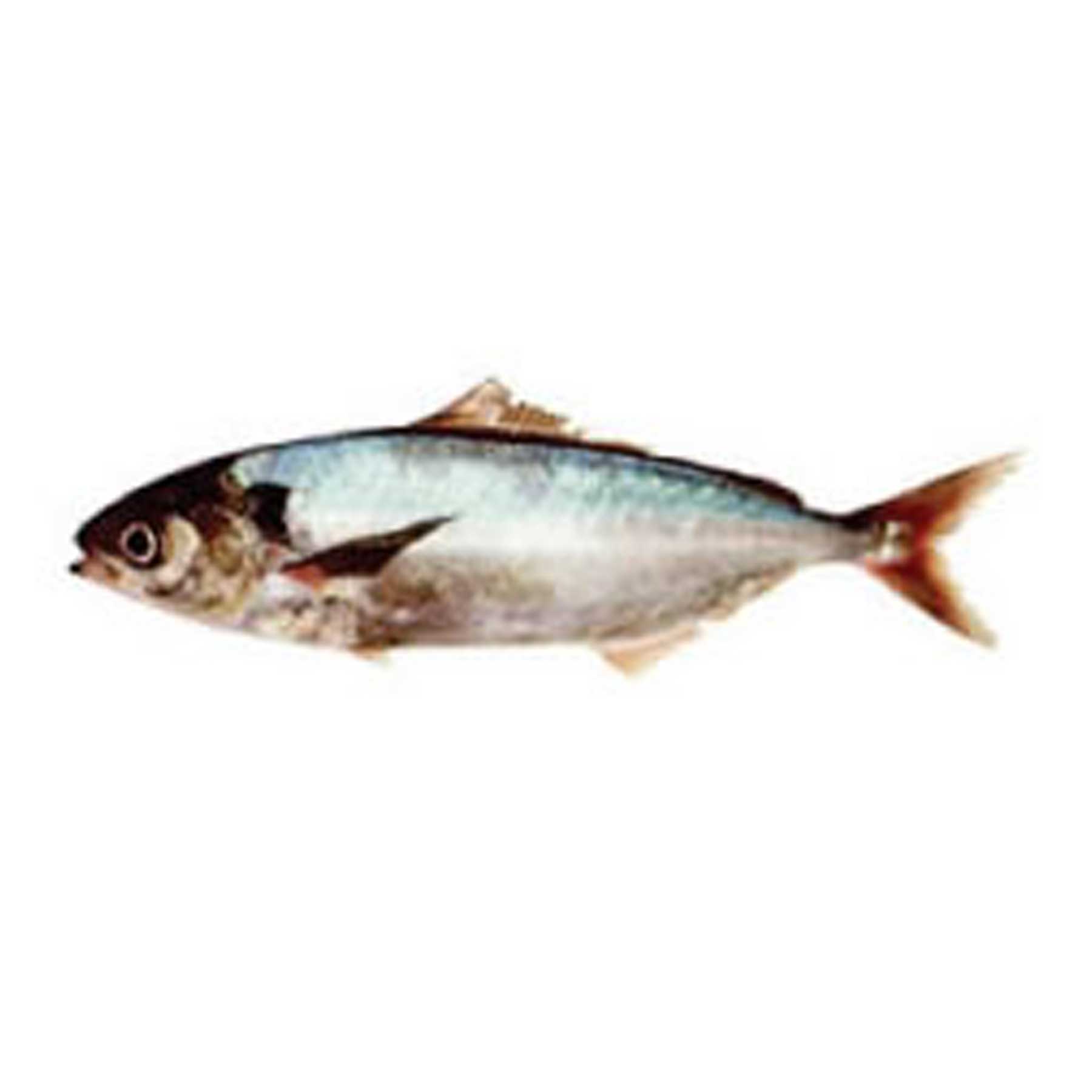 Parona Leatherjack – Duntower Corporation