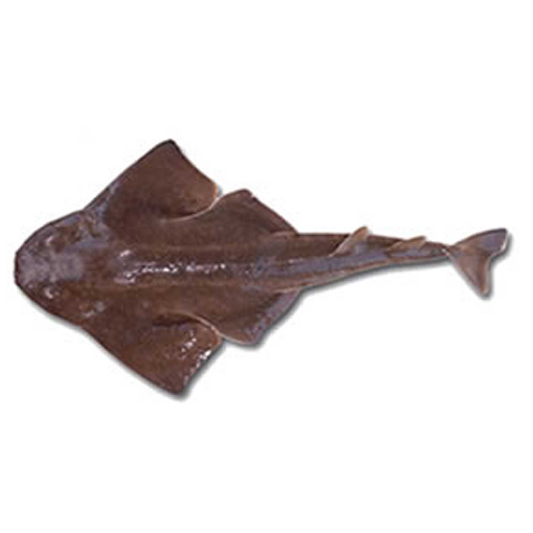 Parona Leatherjack – Duntower Corporation