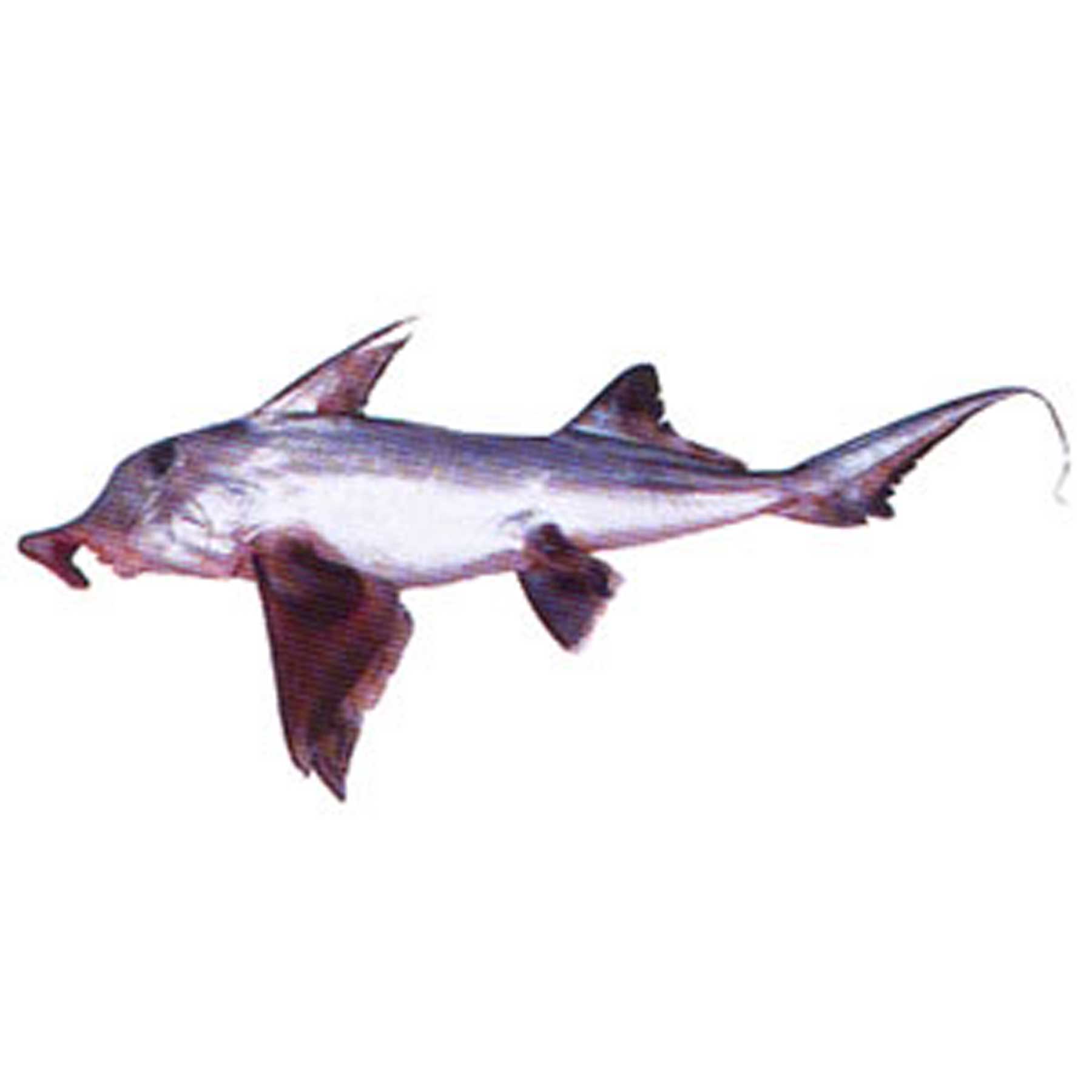 Blackbelly Rosefish - Duntower